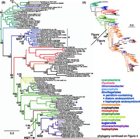Por Gene Tree Rhodophytic Identity Of Cryptophyte And Some