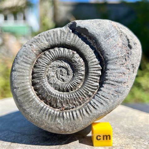 Ammonites Uk Fossils