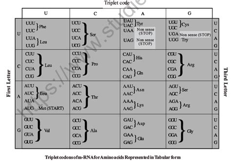 Neet Biology Molecular Basis Of Inheritance Mcqs Set A With Answers