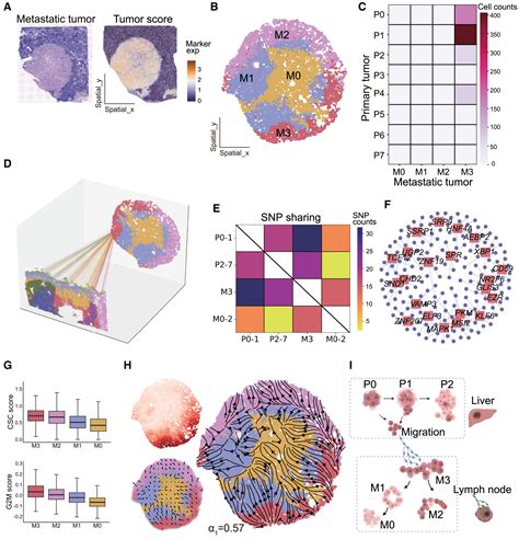 inferring cell trajectories of spatial transcriptomics via optimal
