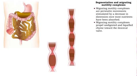 Segmentation And Migrating Motility Complexes And Gastroileal Reflex Youtube