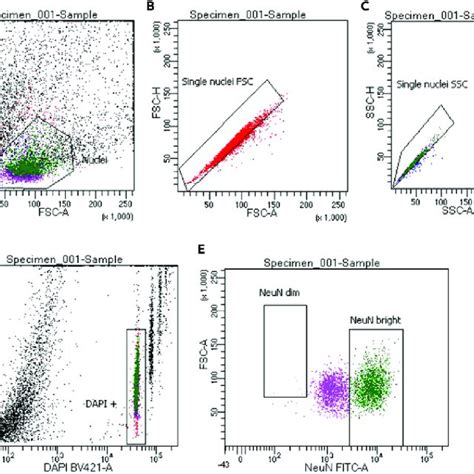 Example FACS Plots For A Single Nucleus Experiment A Gate For Nuclei Download Scientific