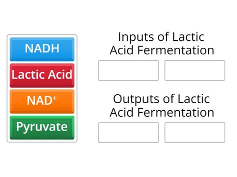 Inputs Outputs Of Lactic Acid Fermentation Group Sort