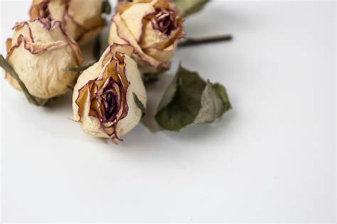 흰색 배경에 건조한 장미의 아름 다운 새싹 복사 공간이 있는 장미의 죽은 꽃 0명에 대한 스톡 사진 및 기타 이미지 0명 가을 감소 Istock