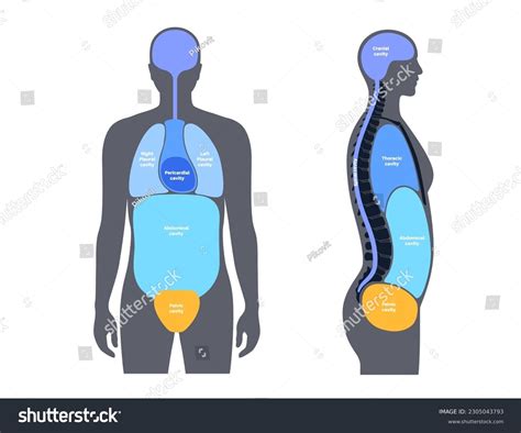 Thoracic Body Cavity Over 229 Royalty Free Licensable Stock Vectors