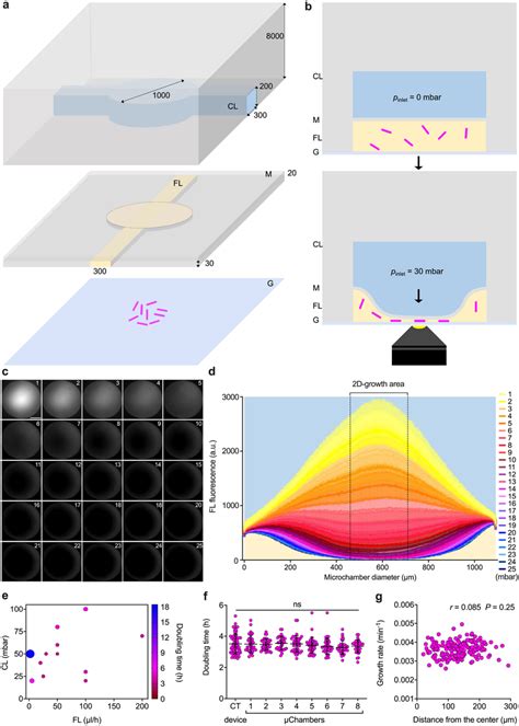 Operating Principle And Validation Of The Microfluidic Culture Chamber