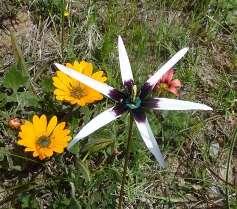 Pauridia Pacific Bulb Society