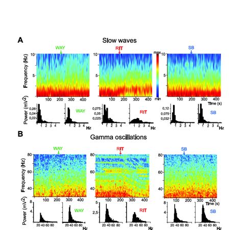 Serotonergic Modulation Of The Prefrontal Cortex From Neurons To Brain Waves Pdf Download