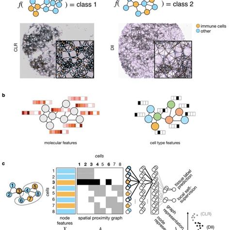 a graph neural networks model of tissue phenotypes a tissue level