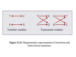 Mutation Pptx