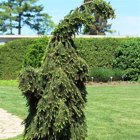 Picea Omorika Pendula Bruns Bruns Weeping Serbian Spruce From
