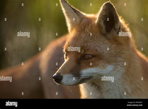 Renard Renard Roux Banque De Photographies Et Dimages à Haute Résolution Alamy