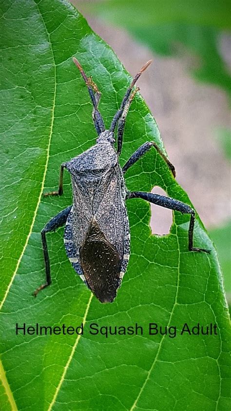 Controlling Squash Bugs In The Garden Grimms Gardens
