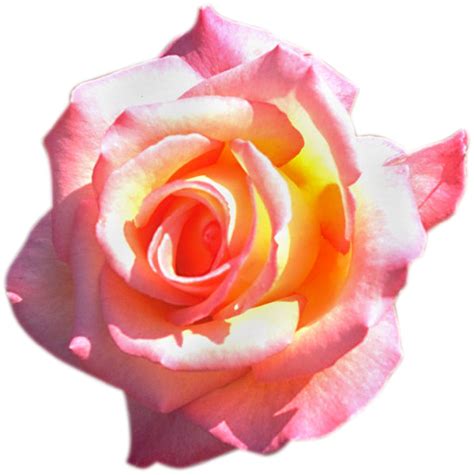 صور ورود صور ورد جميل صور ورود متحركة 2013