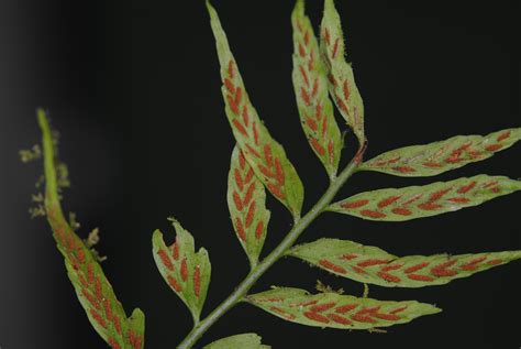 Asplenium Cuspidatum Ferns And Lycophytes Of The World