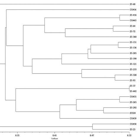 Upgma Dendrogram Based On 100 Ssr Markers In 24 Drought Tolerant And