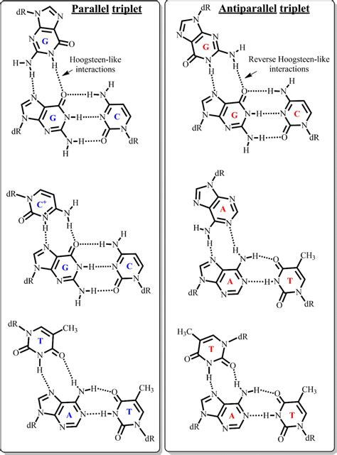 the structures of parallel and antiparallel triplets formed by