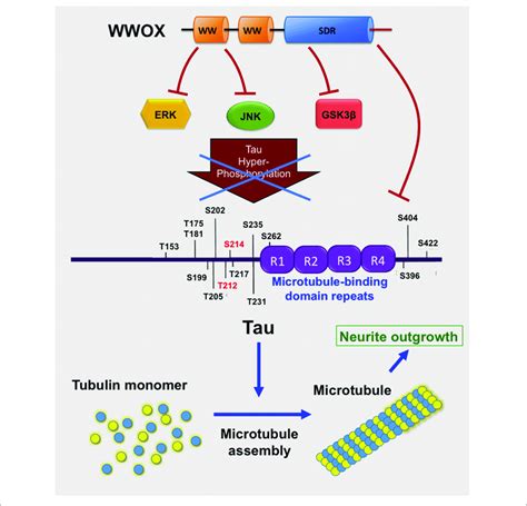 wwox limits tau hyperphosphorylation and aggregation the c terminal