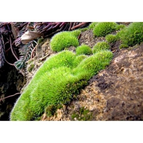 Types Of Moss With Interesting Facts And Pictures ESL