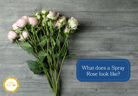 Spray Rose Symbolism How To Grow And How To Take Care Of Spray Roses