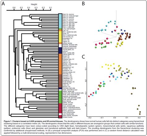 tissue specific protein expression in human cells tissues and or