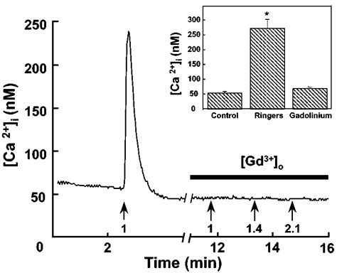 Effect Of Gadolinium Hexachloride Gd 3 On As41 Cell Calcium