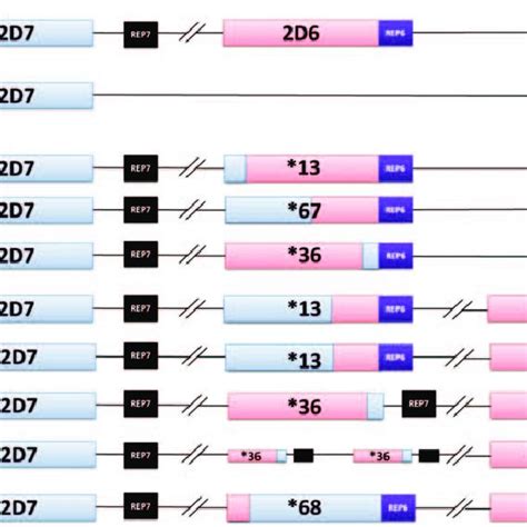 Functional Prediction Of Non Synonymous Mutation 3157gt By Polyphen 2 Download Scientific