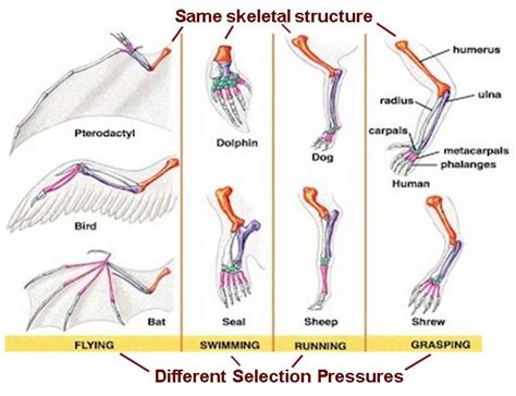 Analogyhomology Blog Post Biology Lessons Middle School Science Classroom Teaching Science Analogyhomology Blog Post Biology Lessons Middle School Science Classroom Teaching Science