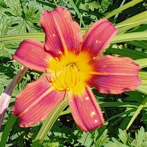Hemerocallis ‘ruby Spider Daylily Another Calgary Garden
