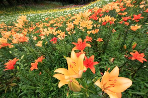 무료 이미지 잔디 목초지 높은 식물학 정원 플로라 야생화 5d 고용하다 백합 마키 플로리스트 리 안녕 입술 해결 나리 속 세이부 토코 로자