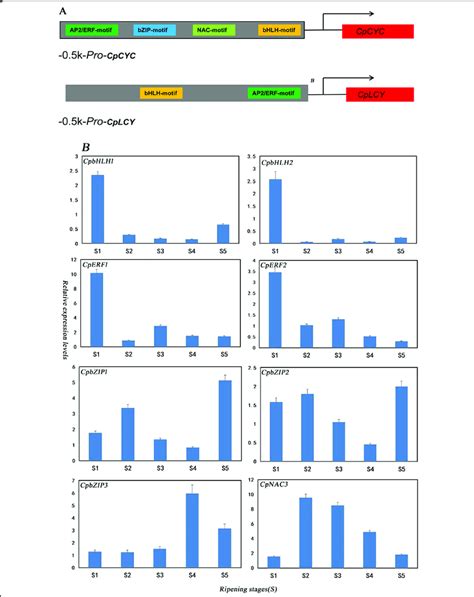 Binding Sites And Expression Pattern Of The Putative Transcription Download Scientific Diagram