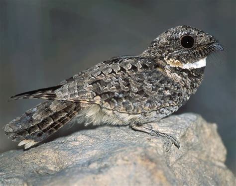 Common Poorwill