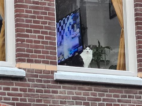 Allways Feel Lucky Being Judged By Dear Kitler R Kitler