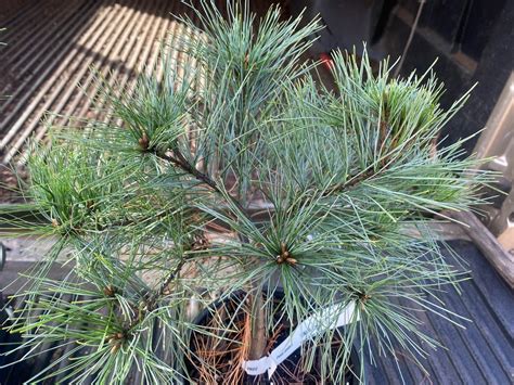 Pinus Strobus Elkin S Dwarf Dwarf Eastern White Pine Maple Ridge
