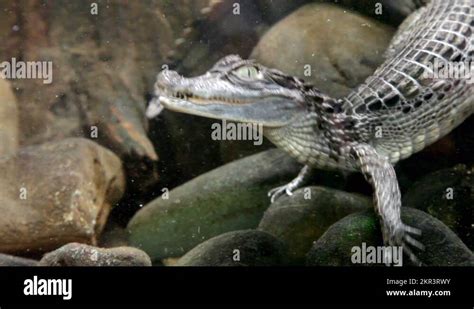 Common Caiman Caiman Crocodilus Stock Videos And Footage Hd And 4k
