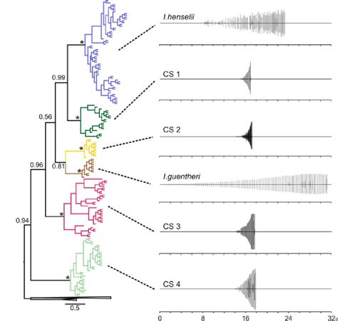 50 majority rule consensus tree derived from bayesian inference