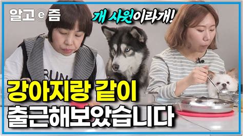 반려견과 동반 출근이 가능한 꿈의 직장 이에 대한 강형욱의 생각은 │세상에 나쁜 개는 없다│알고e즘 Youtube