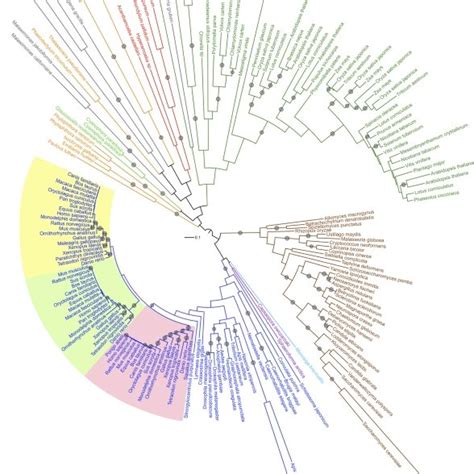 Evolutionary Relationships Of 184 Vdac Protein Sequences Based On Ml
