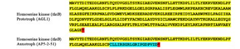 The Amino Acid Sequence Of The Thrb Gene Product On Agl1 And Ap5 2 51 Download Scientific