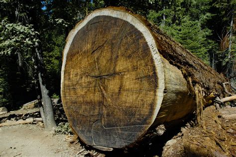 Sequoia Tree Free Photo Download Freeimages