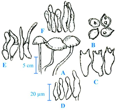 Panaeolus Paplilionaceus Var Parvisporus A Carpophore B Download Scientific Diagram