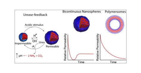 Wouter Van Den Akker On Linkedin Nonlinear Transient Permeability In Ph Responsive Bicontinuous