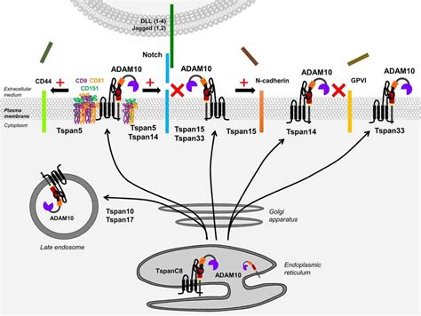 Tspanc8 Differentially Regulate Adam10 Subcellular Localization