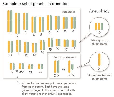 Monosomy Vs Trisomy