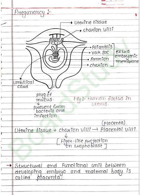Ncert Class 12 Biology Human Reproduction Notes Handwritten Notes And Pdf Download