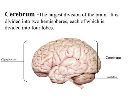 SOLUTION Cerebral Cortex Functions Repaired Studypool