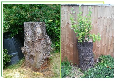 Tree Stump Removal Sutton Coldfield