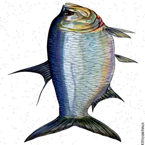 Fish Disease Detection Classification Dataset And Pre Trained Model By Aswath Kahe LBTAD