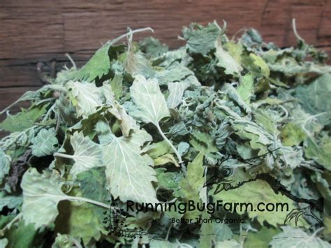 Organic Loose Leaf Dried Whole Catnip Non Gmo Kitty Krack Natural And Chemical Free