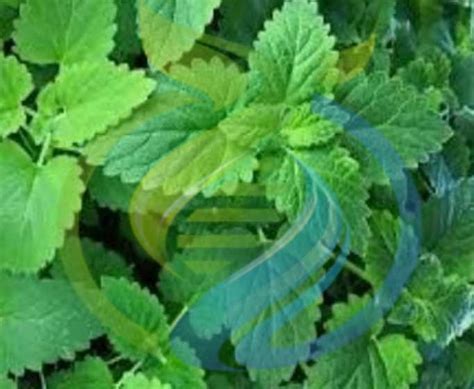 Catnip Seeds Nursery Plants Health And Beauty Hartbeespoort